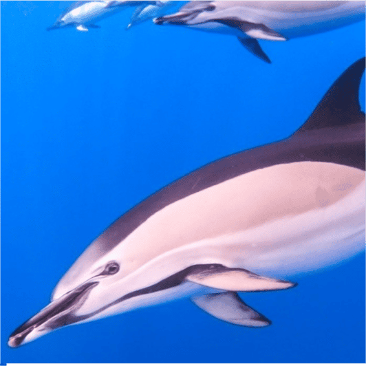 Madeira: Guaranteed Whales or Dolphins Watching Tour | GetYourGuide