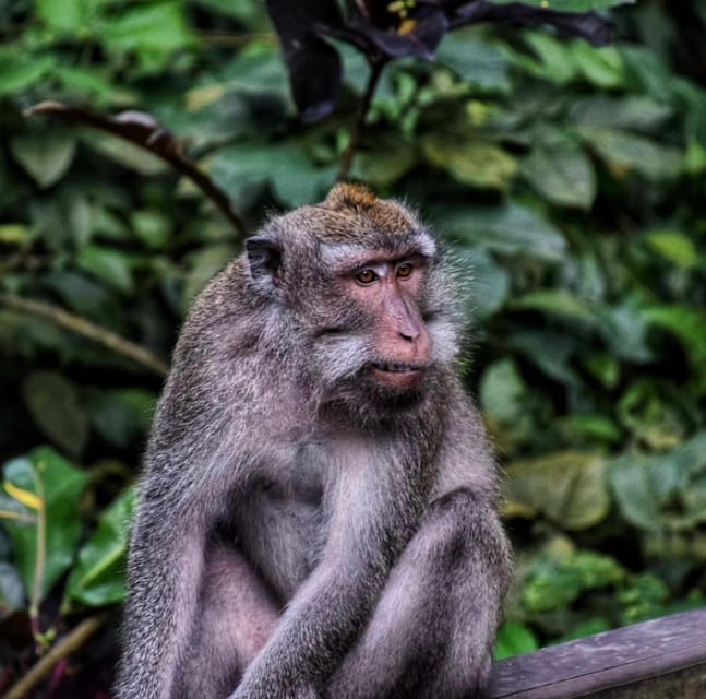 Ubud: Monkey Forest, Waterfall and Tanah Lot Temple tour | GetYourGuide