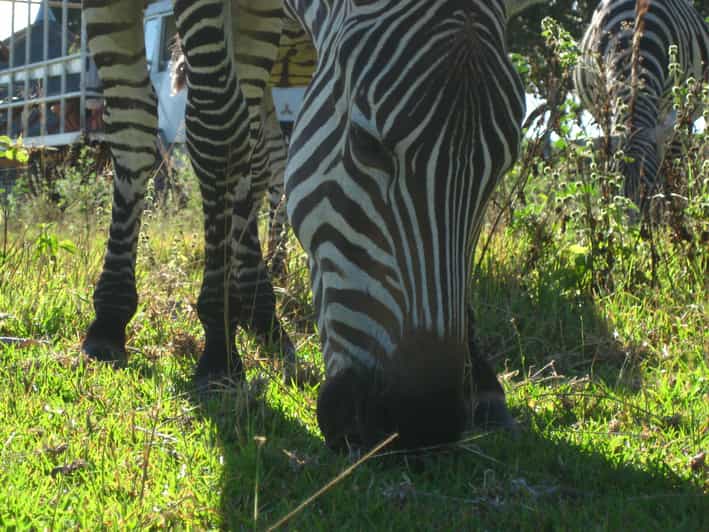 Coron: Calauit Safari Adventure | GetYourGuide