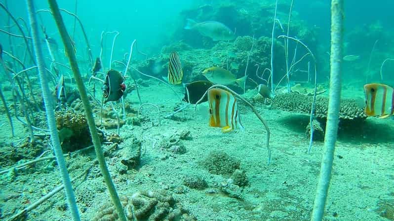 Krabi Freediving And Snorkeling At Yawasam And Talu Island Getyourguide