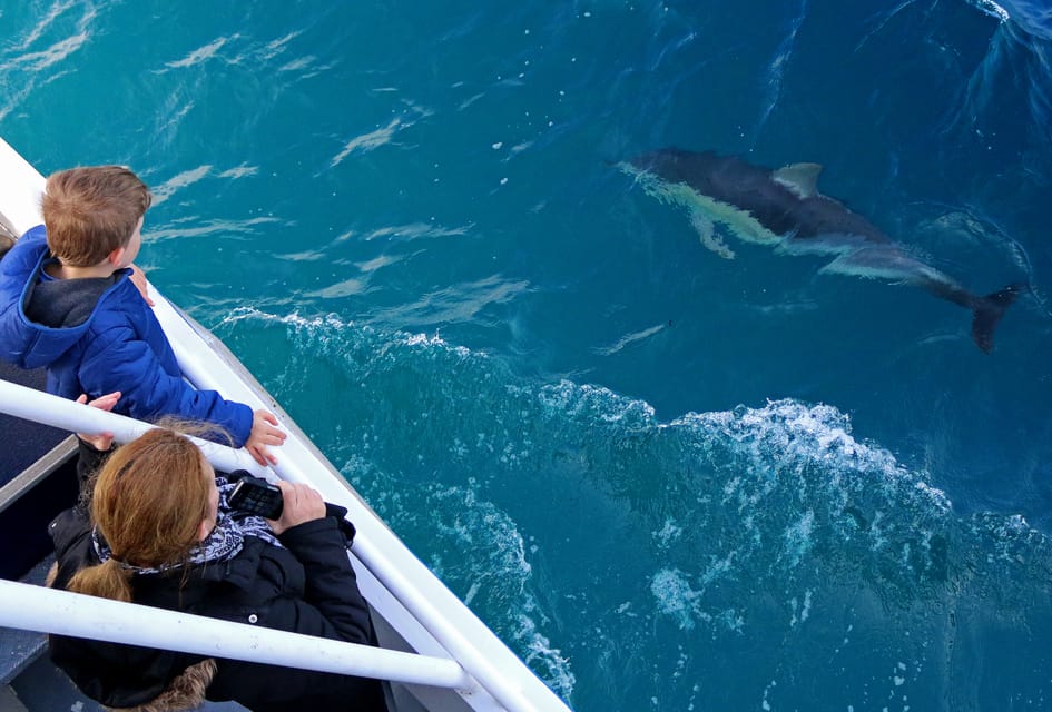 Isla Philip: Crucero con delfines y ballenas | GetYourGuide