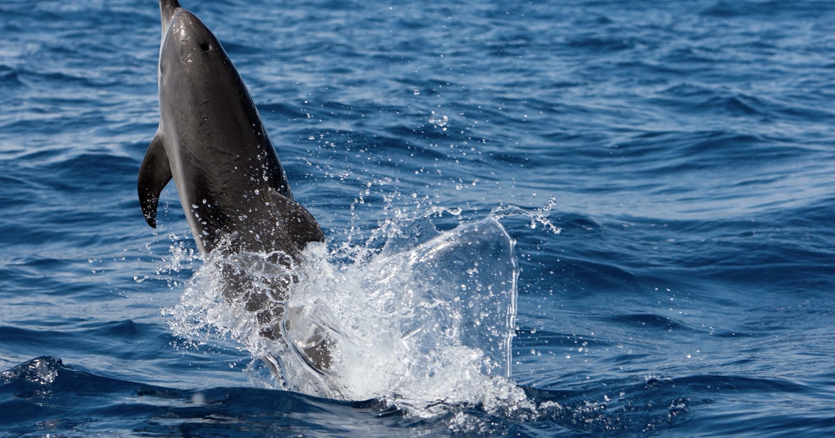 Cape May: 2-Hour Dolphin Watching Cruise | GetYourGuide