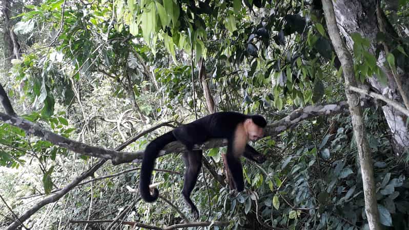 Private Monkey Island Tour Panama | GetYourGuide