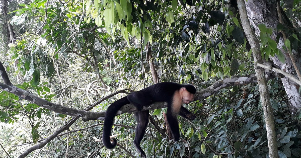 Panama: Monkey Island Private Tour | GetYourGuide