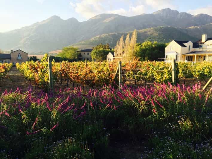 Stellenbosch: Devon Valley Vineyards cykeltur med lunch | GetYourGuide