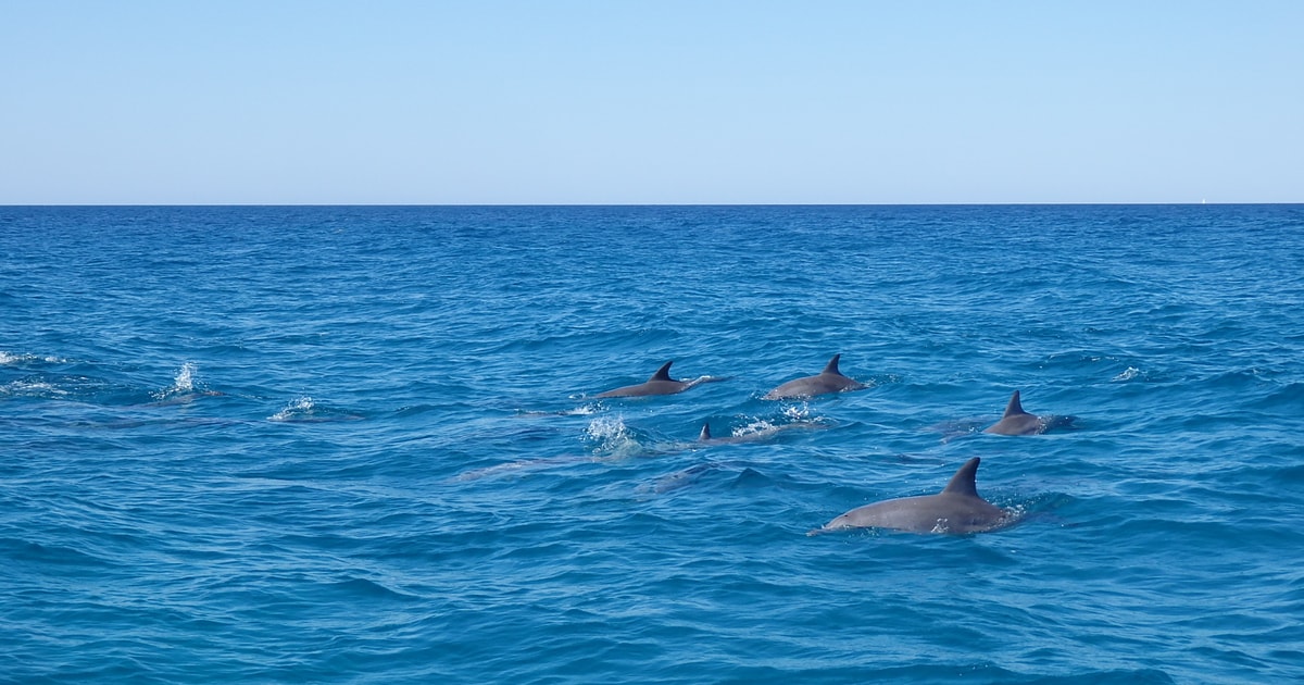 Noosa Heads : Ocean Adventure & Dolphin Safari | GetYourGuide