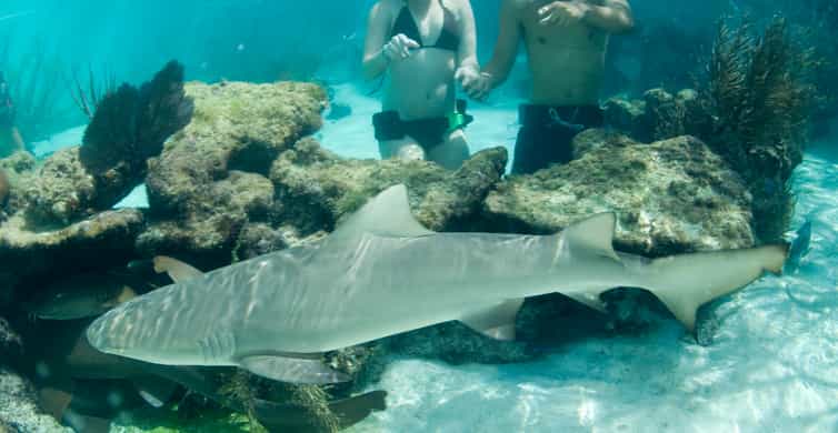 Coral World Ocean Park, Saint Thomas, US Virgin Islands - Book Tickets ...