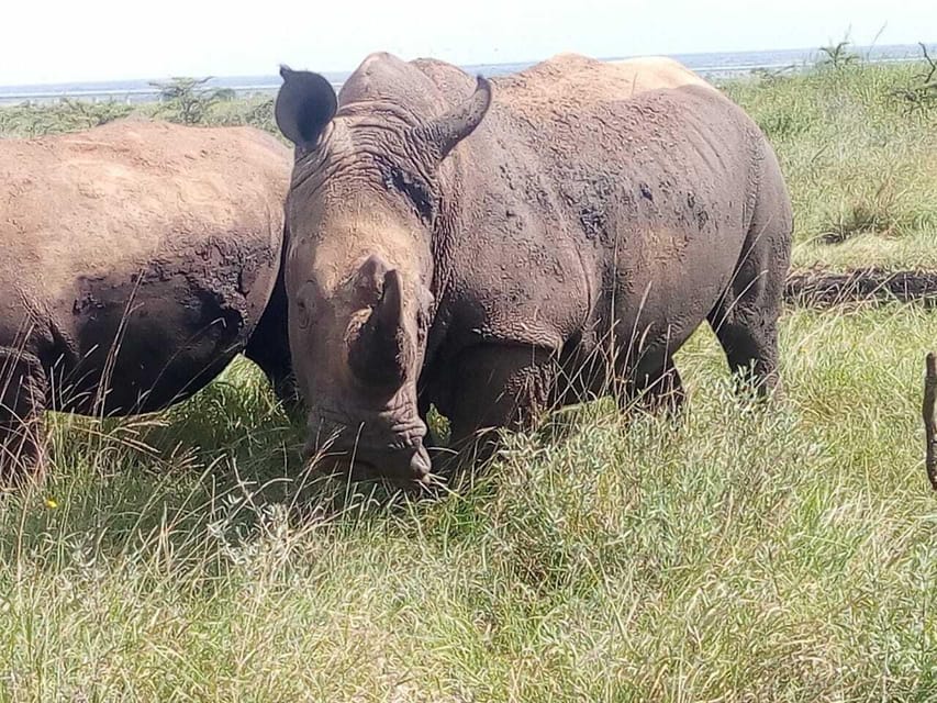 Excursión de un día al Parque Nacional del Lago Nakuru desde Nairobi ...