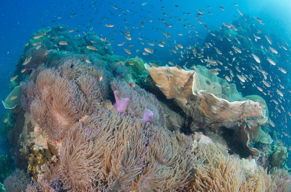 Koh Kood: 3-Day PADI Open Water SCUBA Diving Course | GetYourGuide