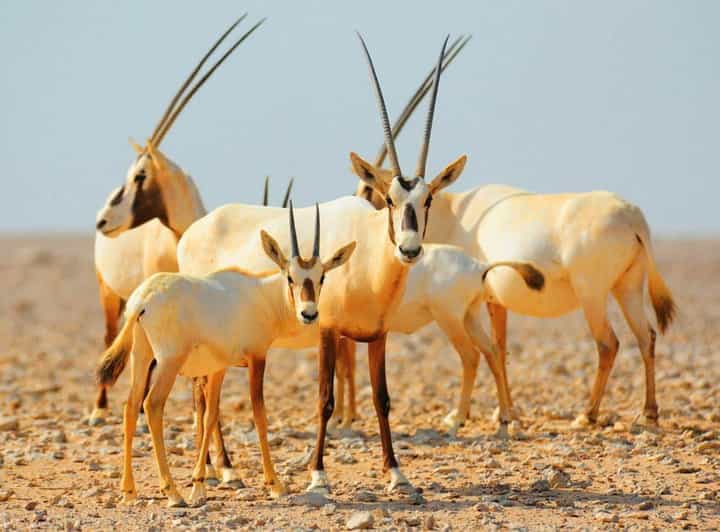 Dubai Desert Morning Drive with Wildlife Experience | GetYourGuide