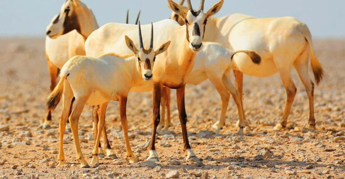 Dubai Desert Morning Drive with Wildlife Experience | GetYourGuide