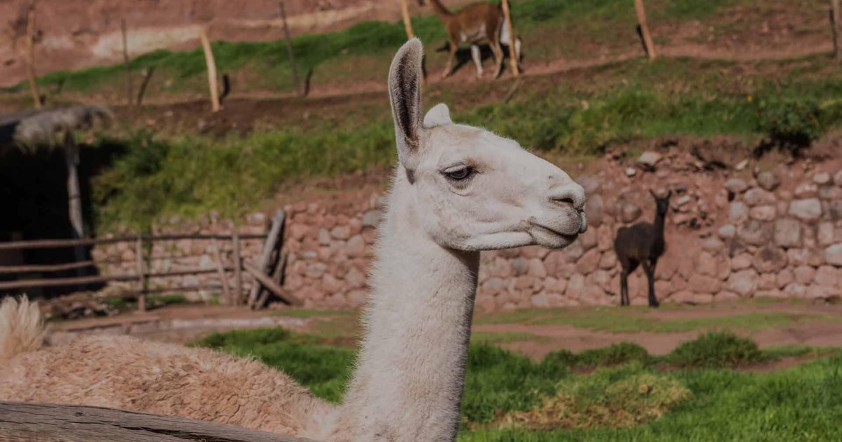 Cusco:Transfer to Awanacancha with waiting time | GetYourGuide