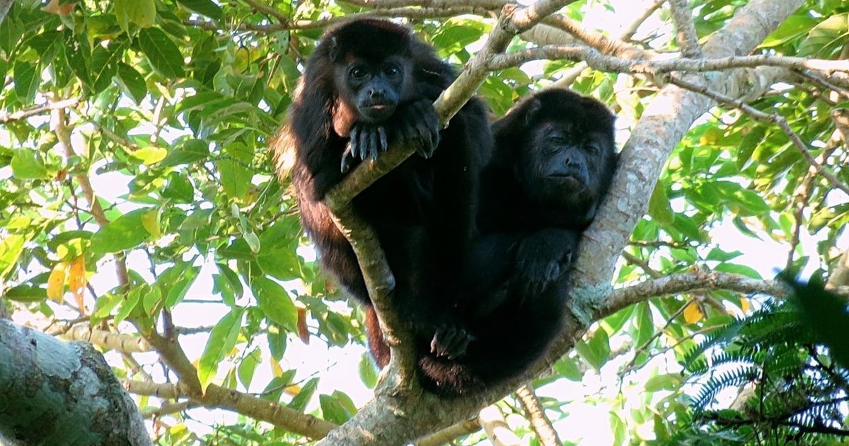 From Veracruz: Catemaco, Nature, Waterfalls & Monkeys Tour | GetYourGuide