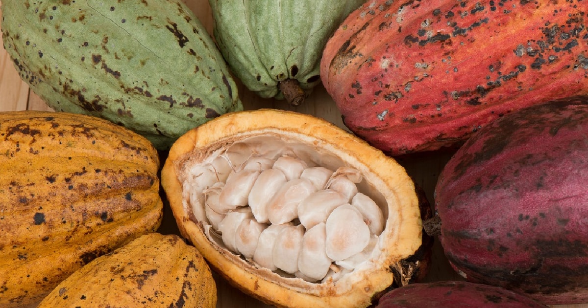 San Jose: Rainforest Chocolate Tour with Hanging Bridge | GetYourGuide