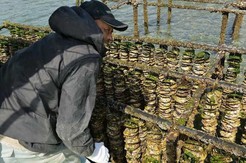 Hiroshima: Oyster Farm and Floating Torii Gate Boat Tour | GetYourGuide