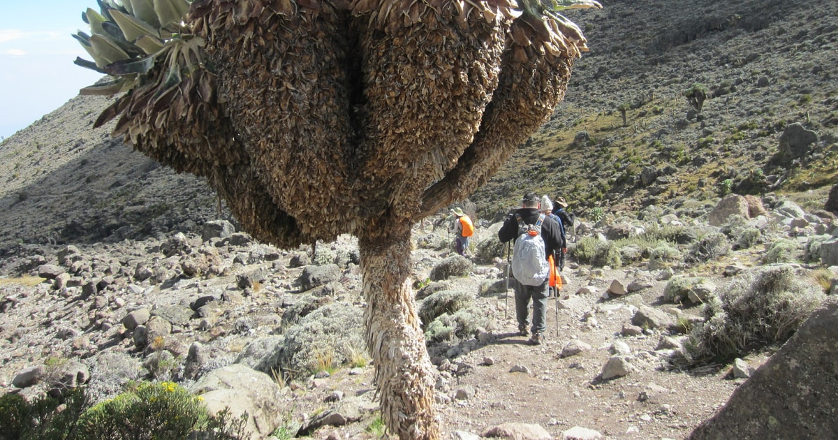 Kilimanjaro: Machame Route 6 Day Trek | GetYourGuide