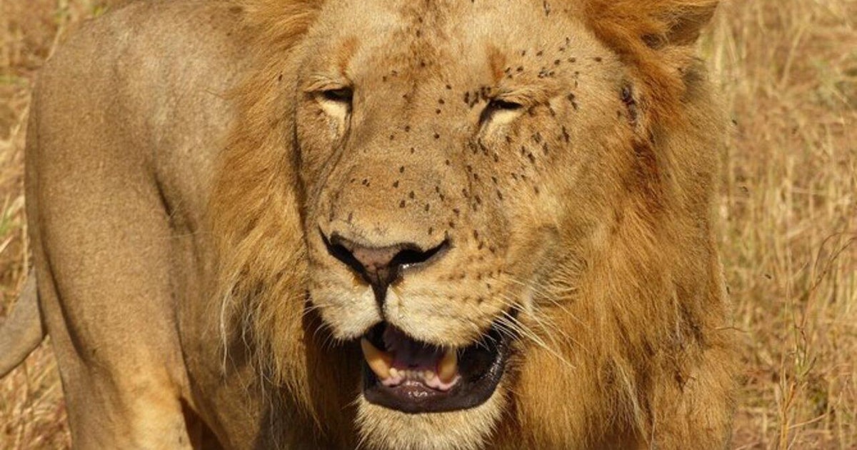 5 dni - Serengeti Migration & Big Five Africa Explorer | GetYourGuide