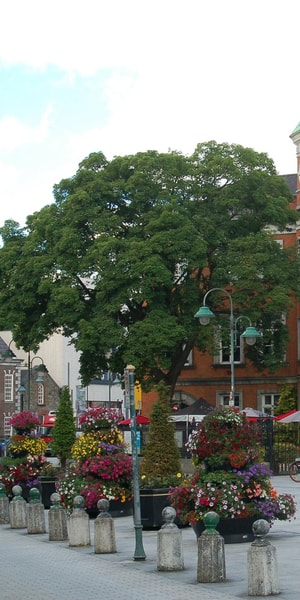 Cork: Guided Historical Walking Tour | GetYourGuide