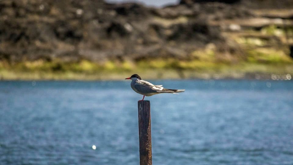 Azores Marine Birdwatching Expedition | GetYourGuide