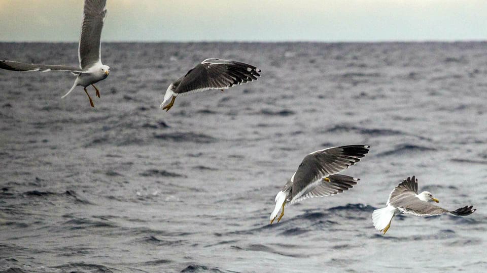 Azores Marine Birdwatching Expedition | GetYourGuide