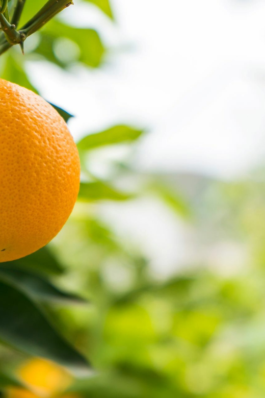 From Sarandë: Day trip to Konispol | GetYourGuide