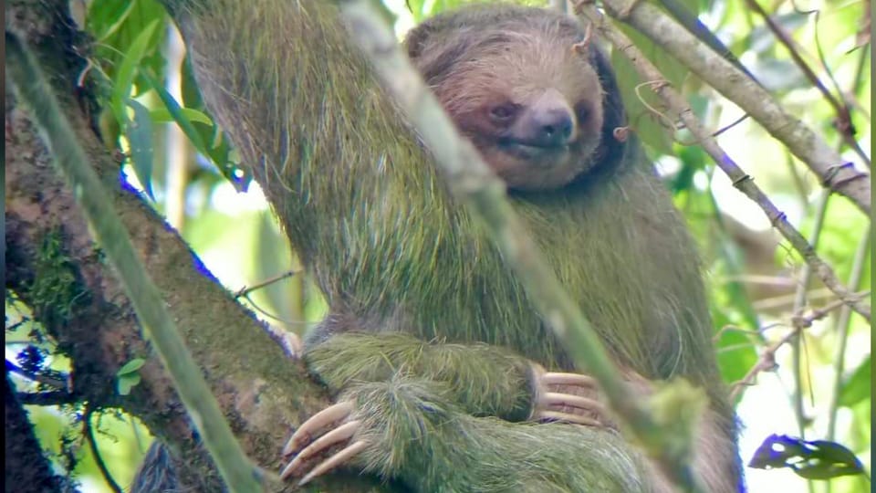 Rio Celeste Hike & Sloths Wild Life | GetYourGuide