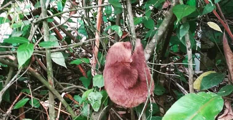 Rio Celeste Hike & Sloths Wild Life | GetYourGuide