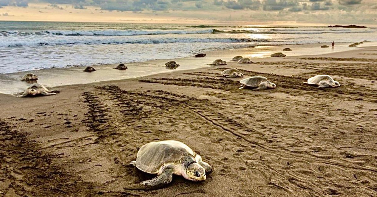 Playa Minas: Sea Turtle Watching Tour | GetYourGuide
