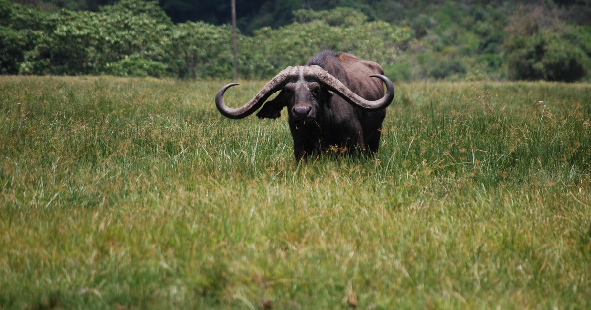 Arusha: excursión de un día al Parque Nacional de Arusha con safaris y ...