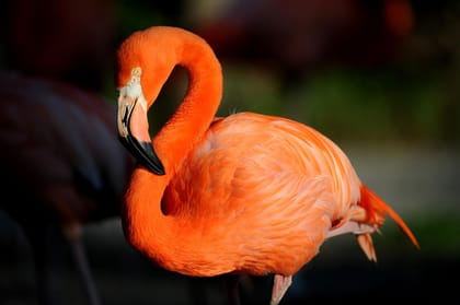Zoo Miami: General Admission Ticket | GetYourGuide