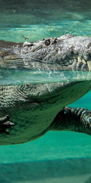 Zoo Miami: General Admission Ticket | GetYourGuide