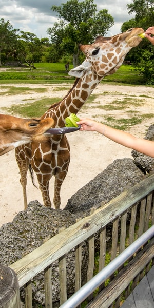 Zoo Miami: General Admission Ticket | GetYourGuide
