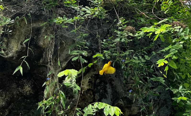 ZANZIBAR: SALAAM CAVE AQUARIUM SWIMMING WITH TURTLES | GetYourGuide