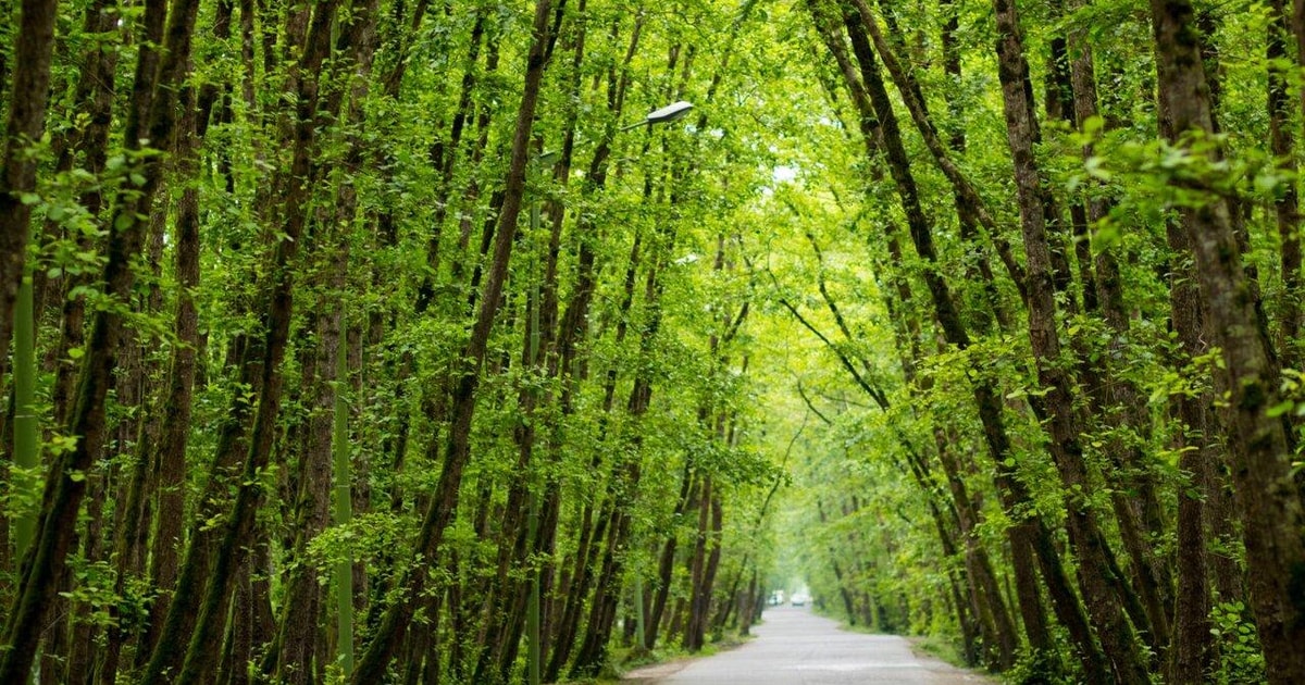 Tour to the North part of Azerbaijan Quba | GetYourGuide