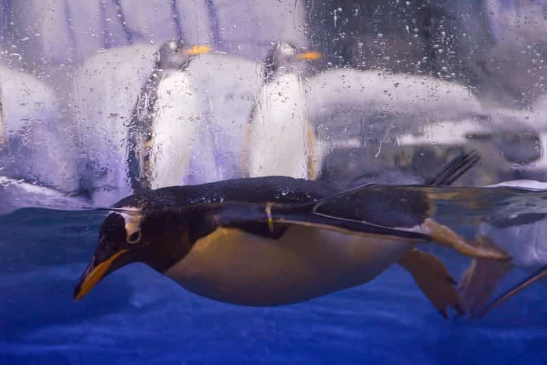 Istanbul Aquarium and Aqua Florya Shopping Mall Tour | GetYourGuide