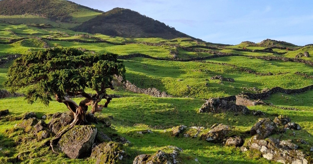 Isola di Pico: tour privato dei luoghi più belli | GetYourGuide
