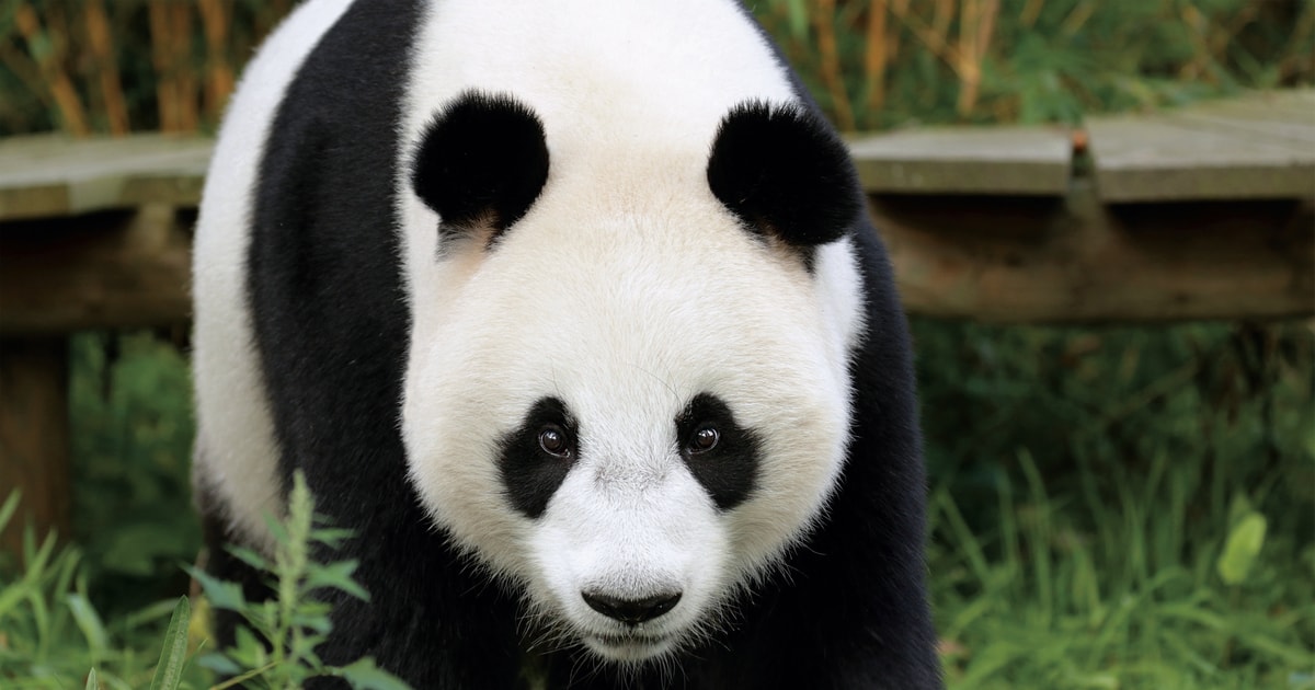 Rhenen: Ouwehands Zoo Eintrittskarte | GetYourGuide