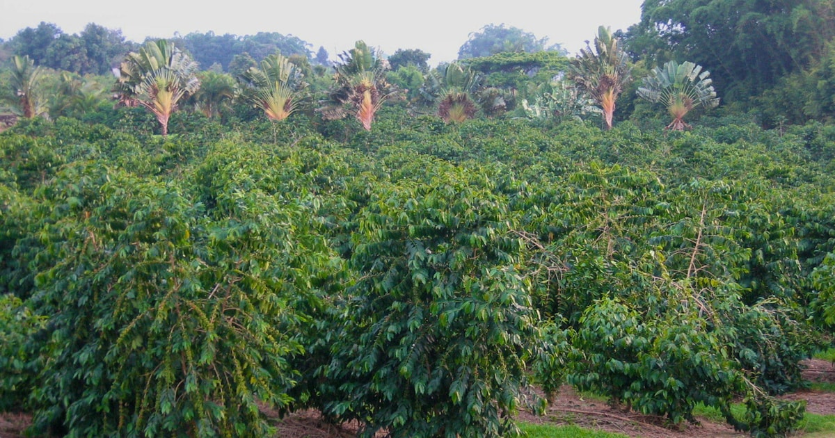 Tarrazu – Dota Coffee Tour in Manuel Antonio | GetYourGuide