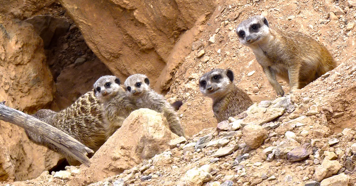 Murcia: Terra Natura Murcia Entry Ticket | GetYourGuide