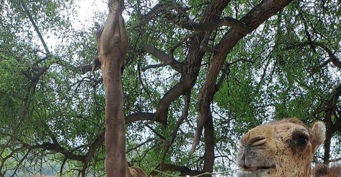 Salalah: Wadi Darbat, ,Teeq Cave - Baobou Trees Tour | GetYourGuide