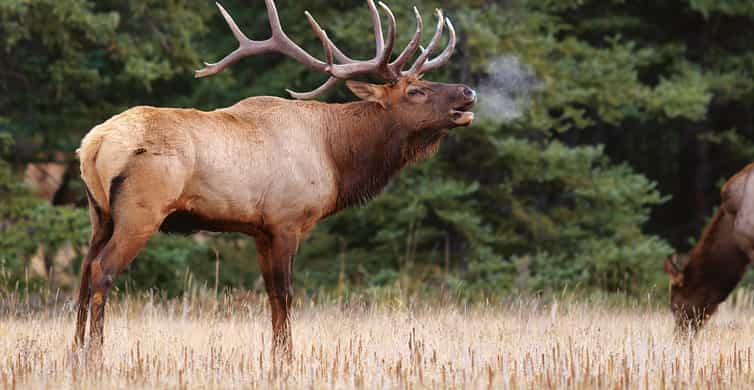 Banff: Evening Wildlife Safari Guided Tour | GetYourGuide
