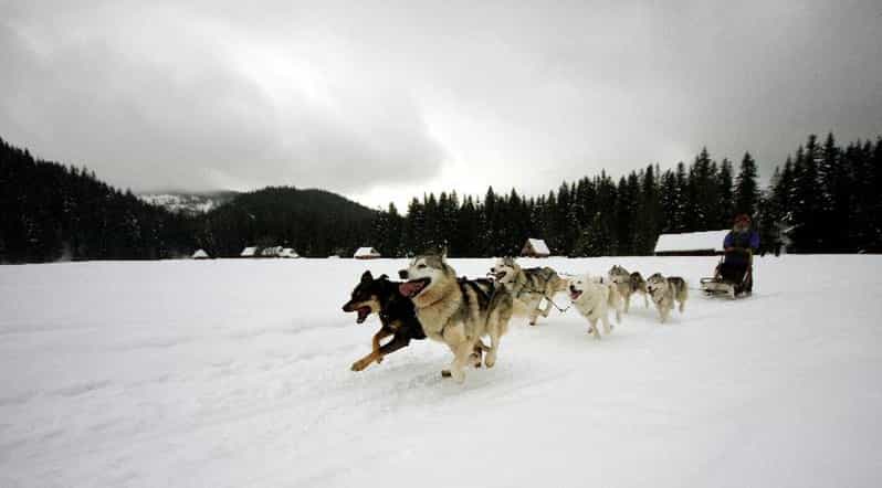 Zakopane: Husky Sleigh Ride and Thermal Baths or Zakopane | GetYourGuide