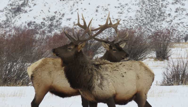 Grand Teton National Park: Wildlife Tour and Sleigh Ride | GetYourGuide