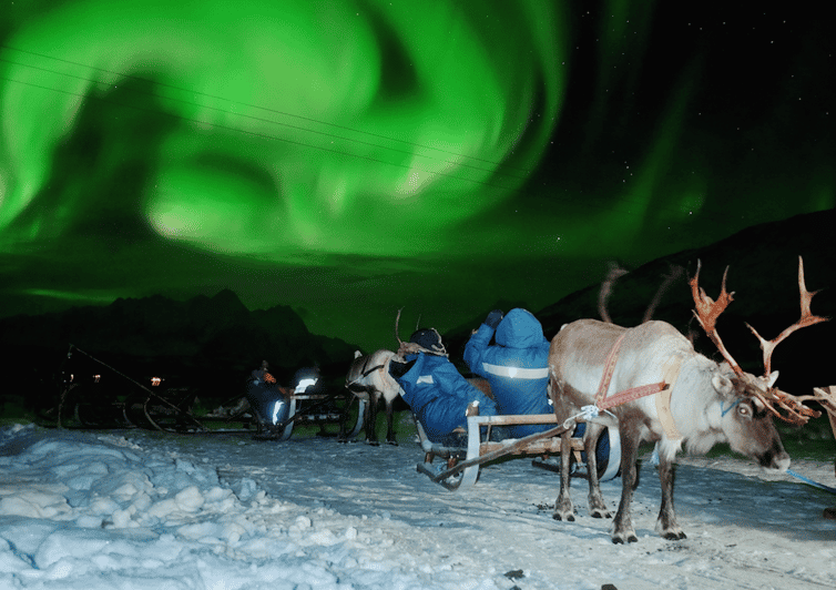 Tromsø: Traditional Sámi Reindeer Sledding & Northern Lights | GetYourGuide
