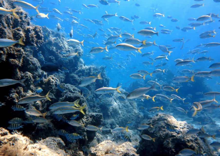 La Paz: Punta Lobos Dive Site | GetYourGuide