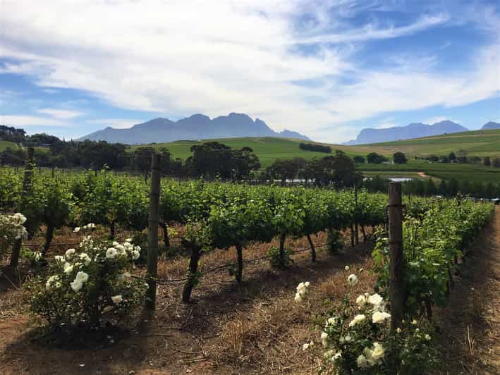 Stellenbosch: Fietstocht door Devon Valley Vineyards w. Lunch ...