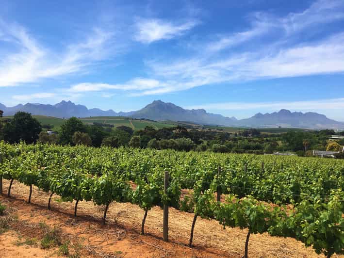 Stellenbosch: Devon Valley Vineyards cykeltur med lunch | GetYourGuide