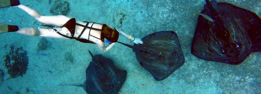 Stingray Beach | GetYourGuide Supplier