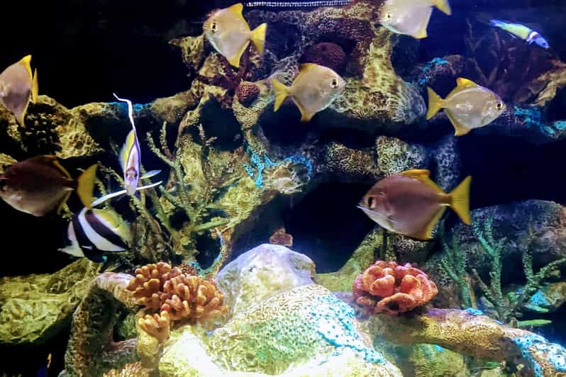 Buenos Aires: Temaiken Biopark Official Tickets | GetYourGuide