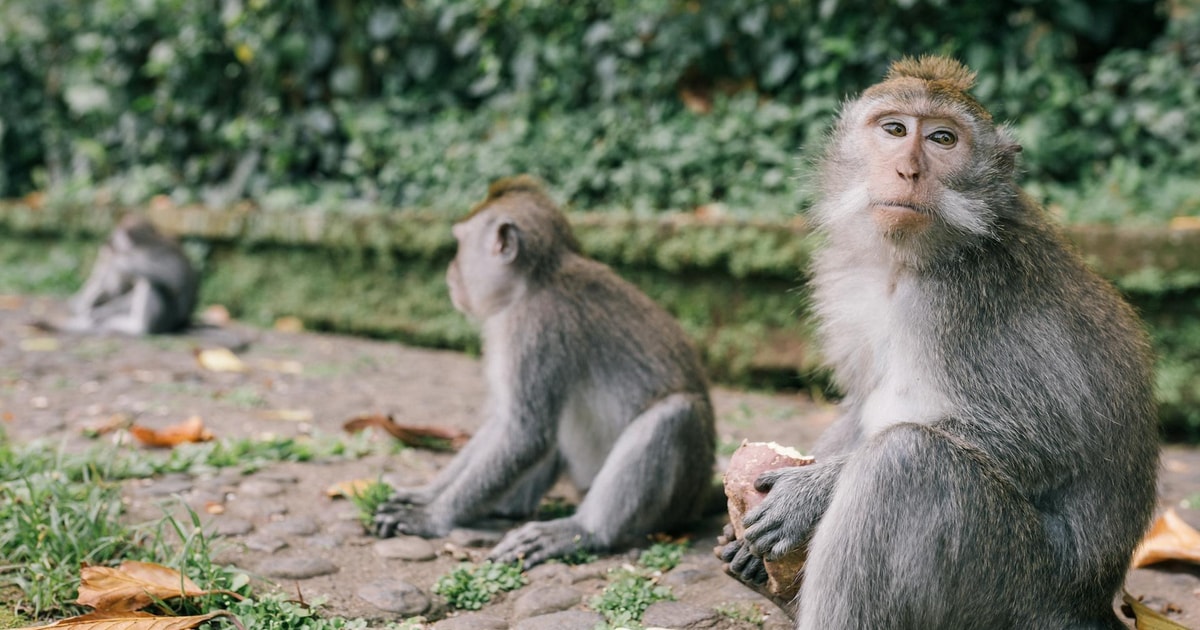 Bali : Forêt de singes, rizières, cascades et temples | GetYourGuide